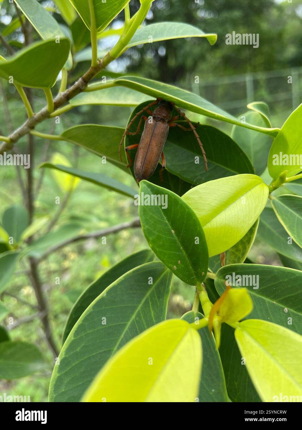 (Cerambycini), Insecta, Dolvan, Tapi, GJ, IN Stock Photo - Alamy
