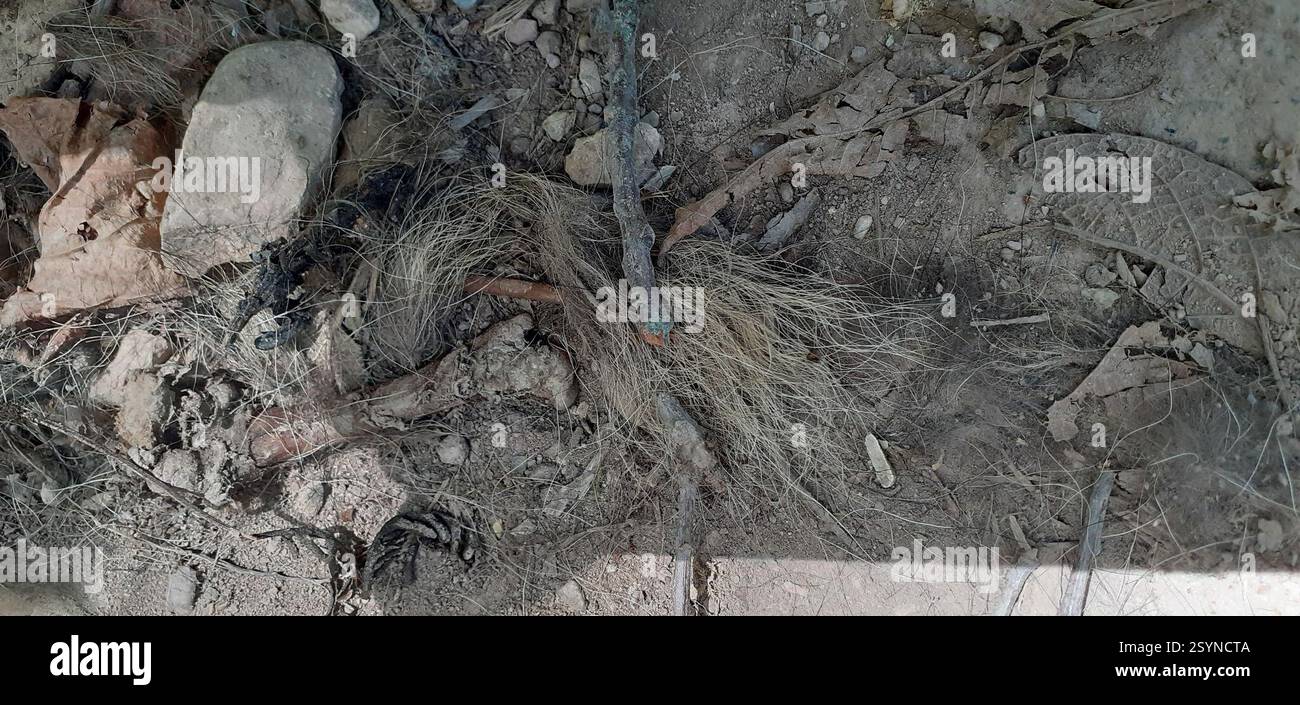 Carnivorans (Carnivora), Mammalia, Monterrey, N.L., México Stock Photo ...