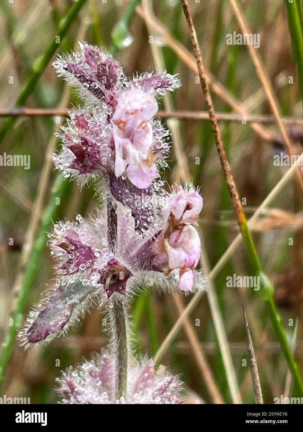 General ord hi-res stock photography and images - Alamy