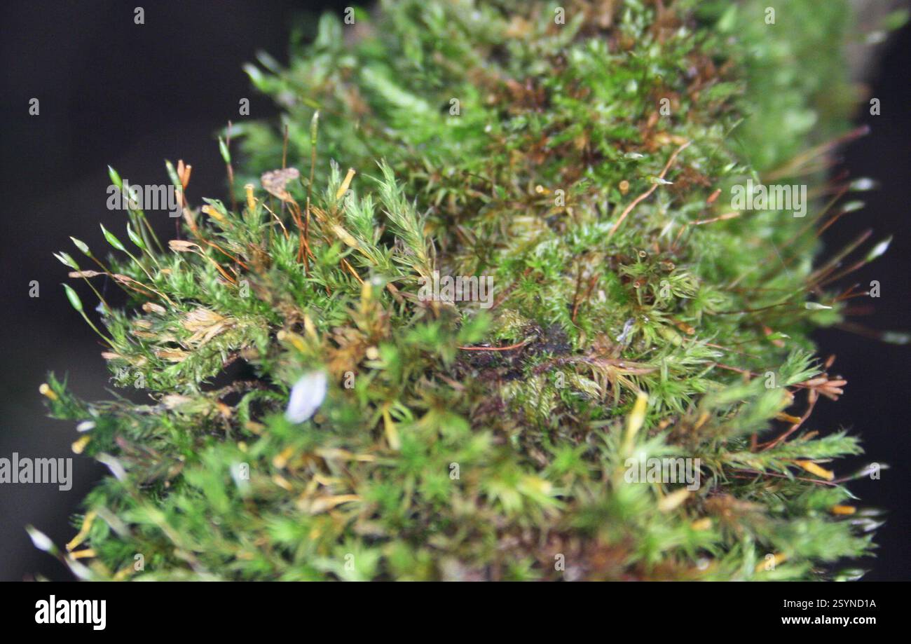 Wood Bristle-moss (Lewinskya affinis), Plantae, Powiat iławski, Polska ...