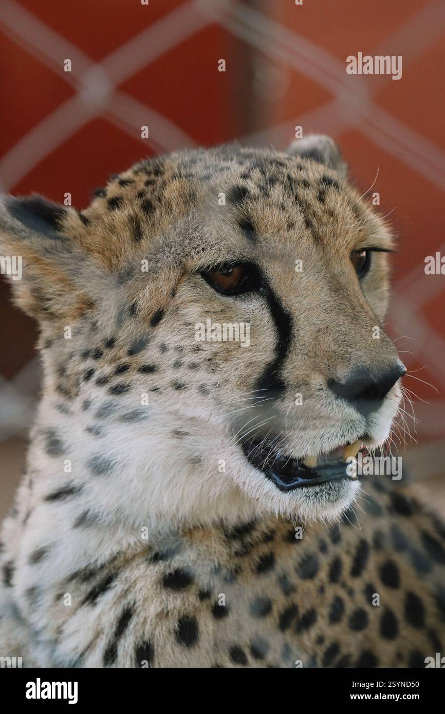 Wild cat Cheetah close up in one of Namibian nature reserves before ...