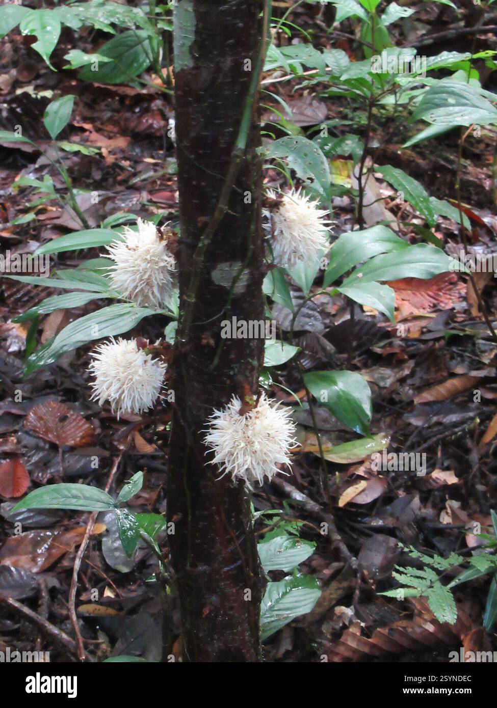 (Carpotroche longifolia), Plantae, C.p Francisco de Orellana, Peru ...