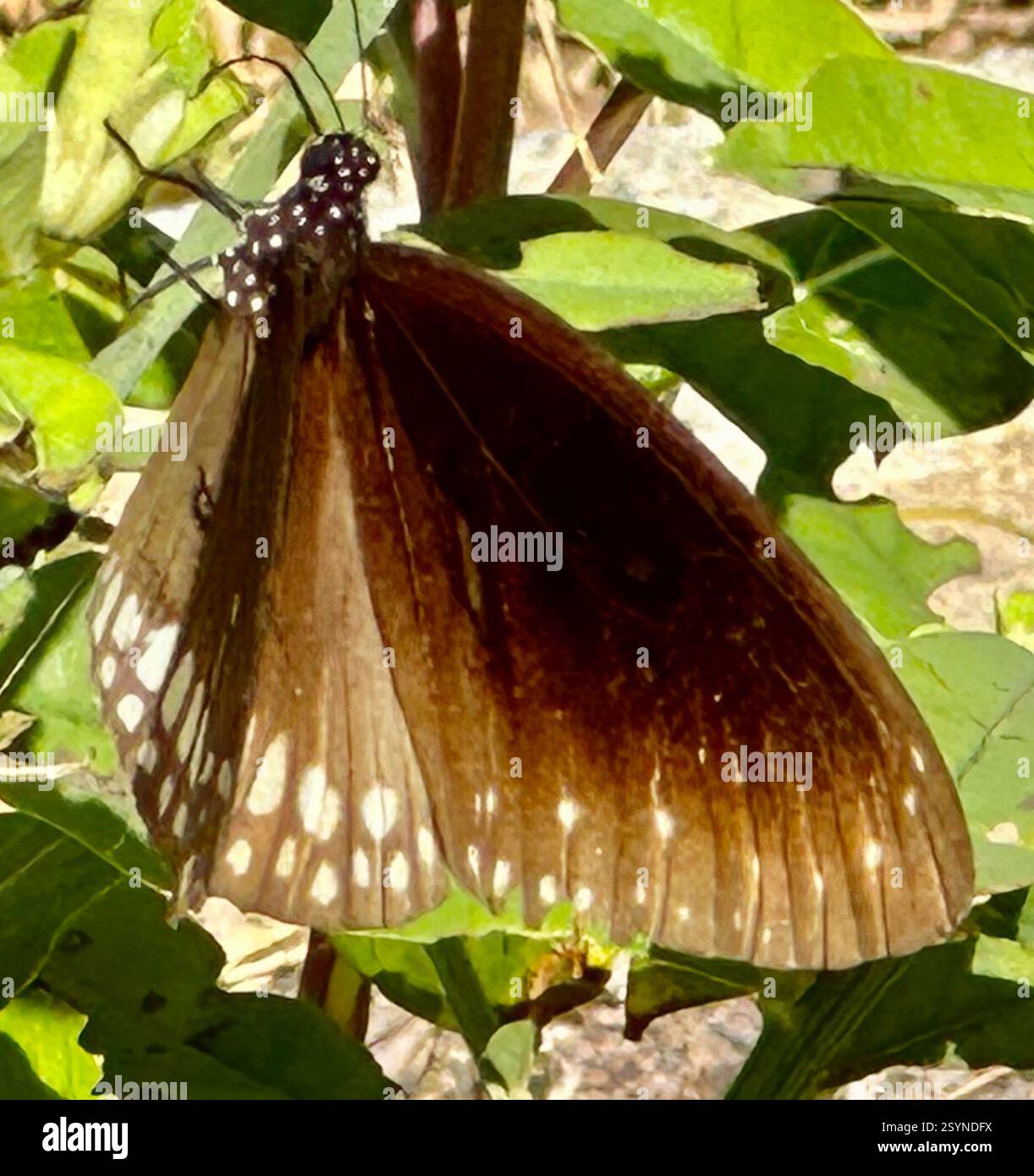 Common Crow Butterfly (Euploea core), Insecta, Cejlon, North Central ...