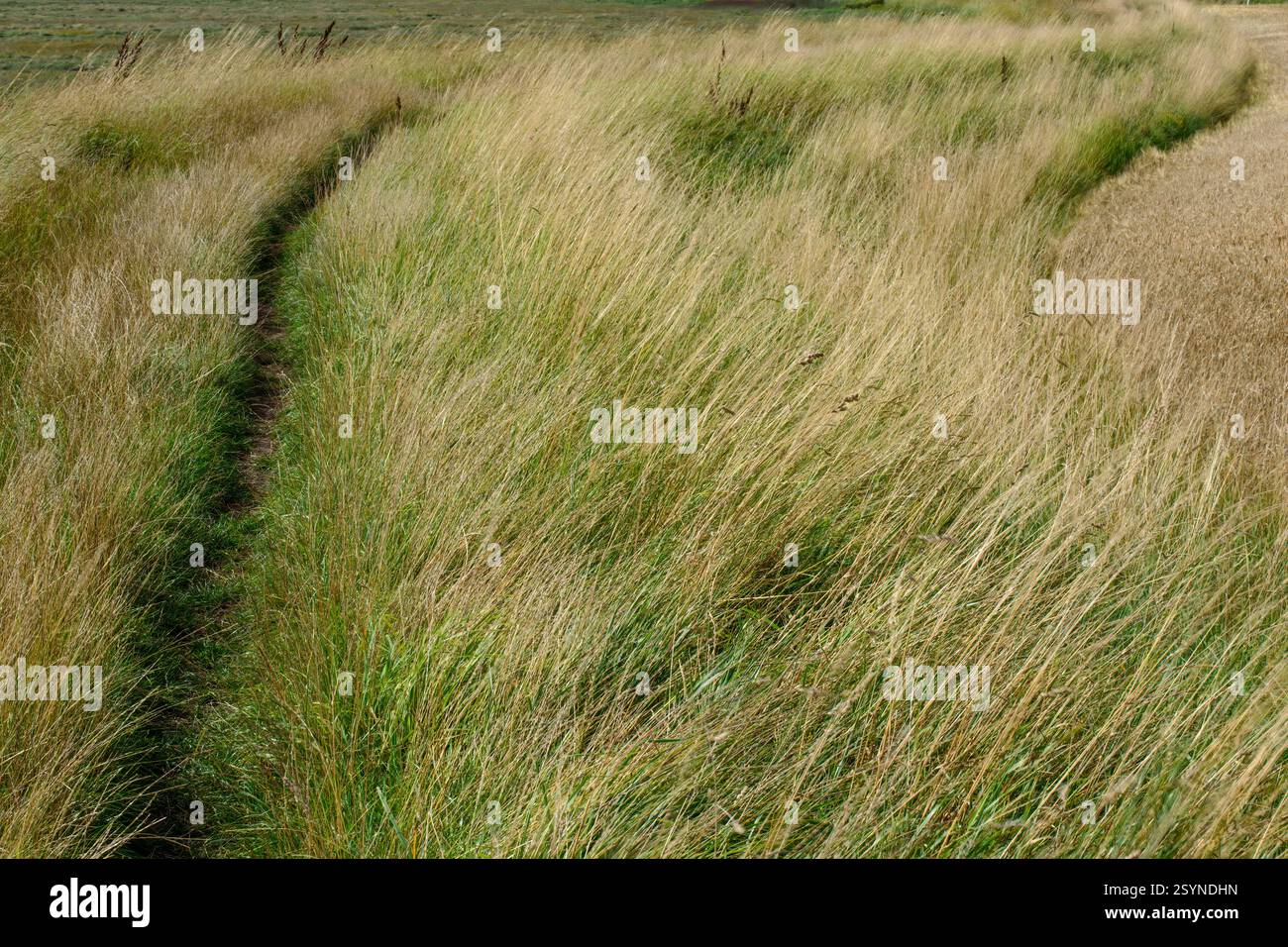 Footpath alongside The River Wyre Estuary at Stalmine in lancashire ...