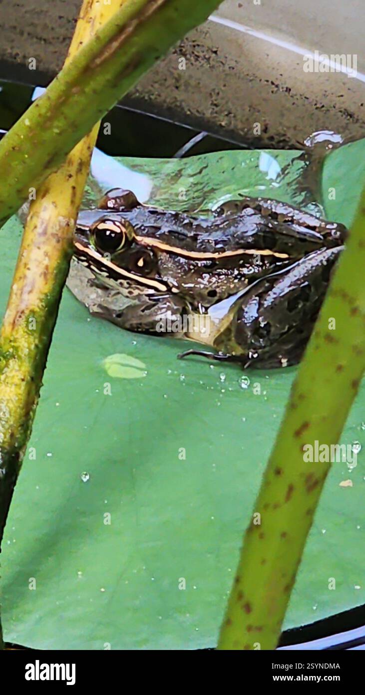 Southern Leopard Frog (Lithobates sphenocephalus), Amphibia, Florida ...