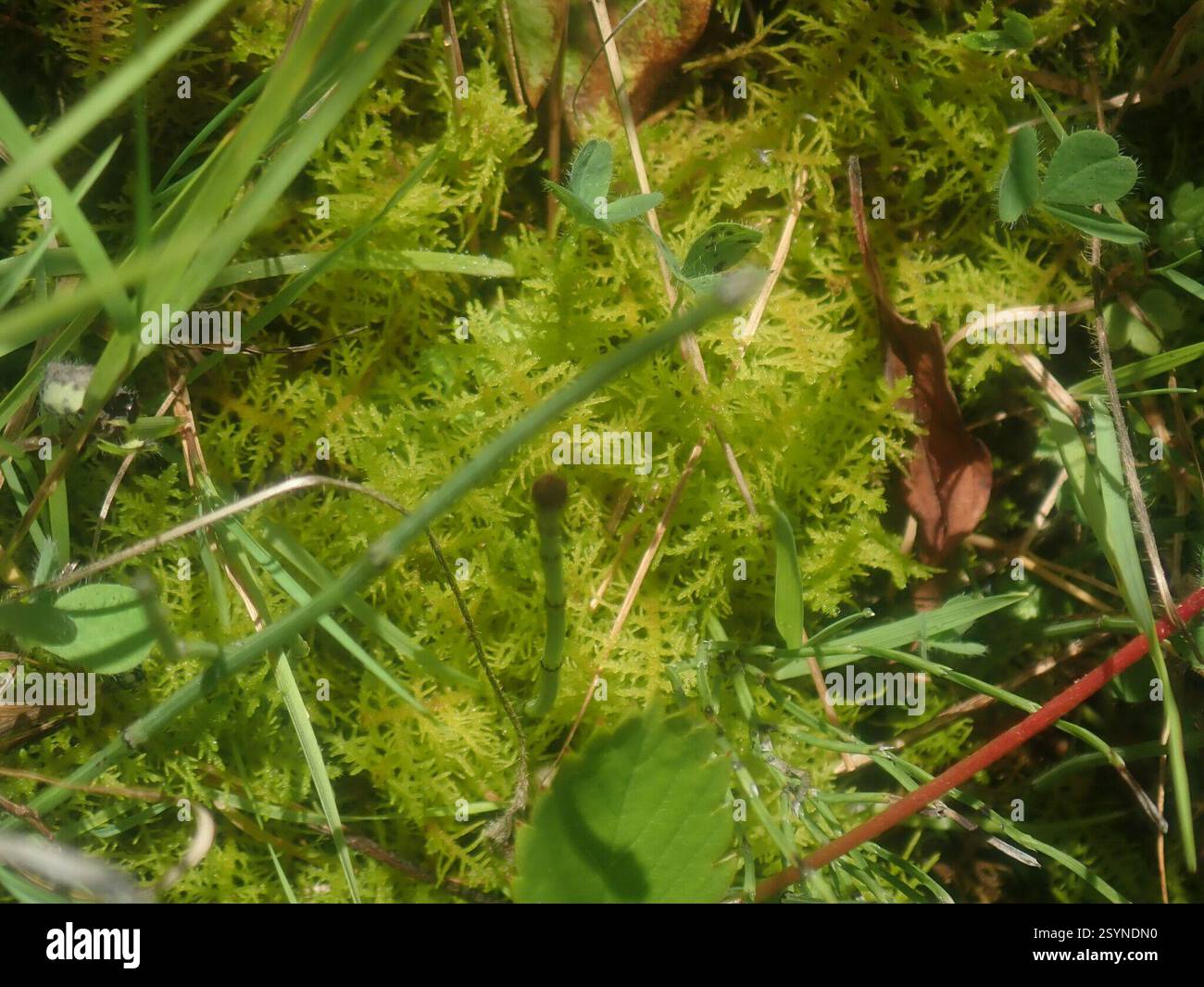 Hook-leaved Fern Moss (Thuidium recognitum), Plantae, Adams, MA, USA ...