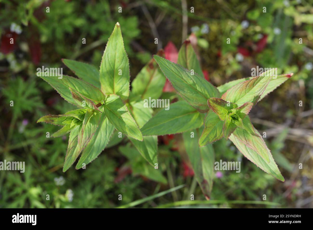Broad-leaved Willowherb (Epilobium montanum), Plantae, Llyn Parc Mawr ...