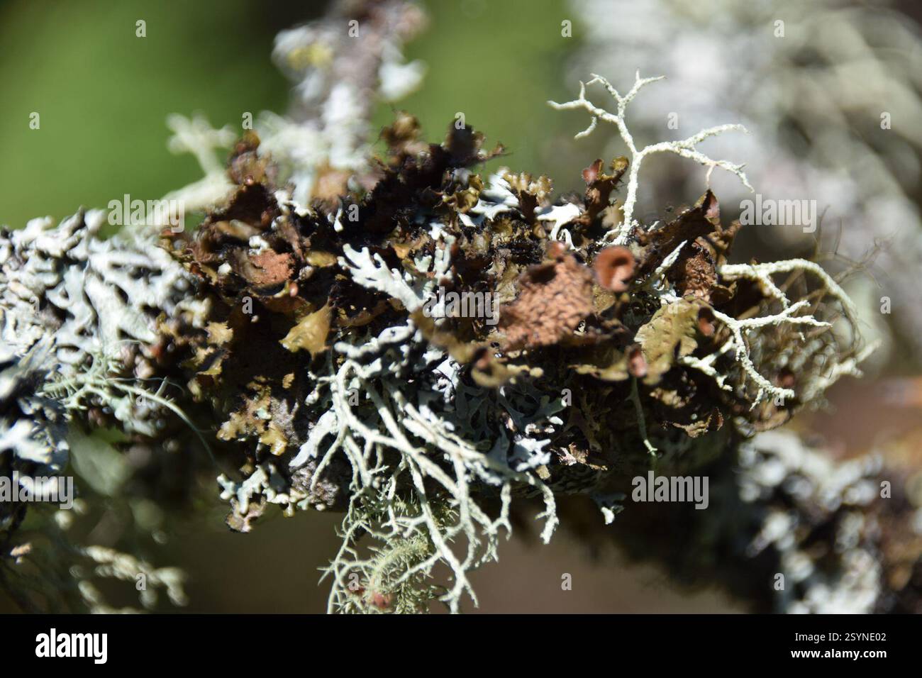 typical shield lichens (Parmelioideae), Fungi, Abitibi-Témiscamingue ...