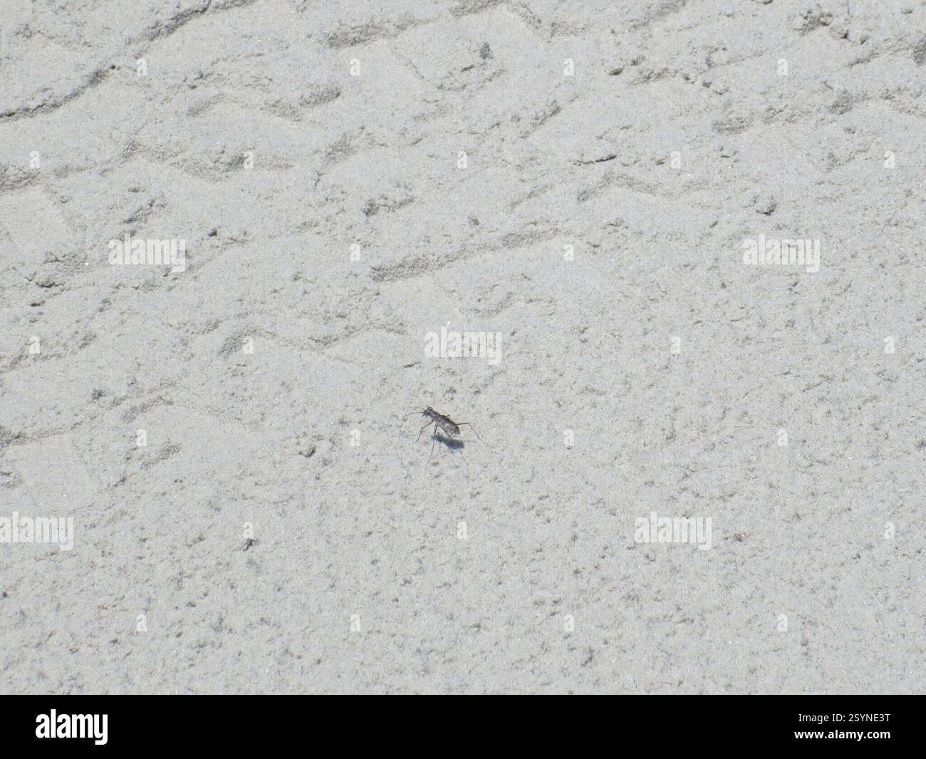 Margined Tiger Beetle (Ellipsoptera marginata), Insecta, Wassaw island ...