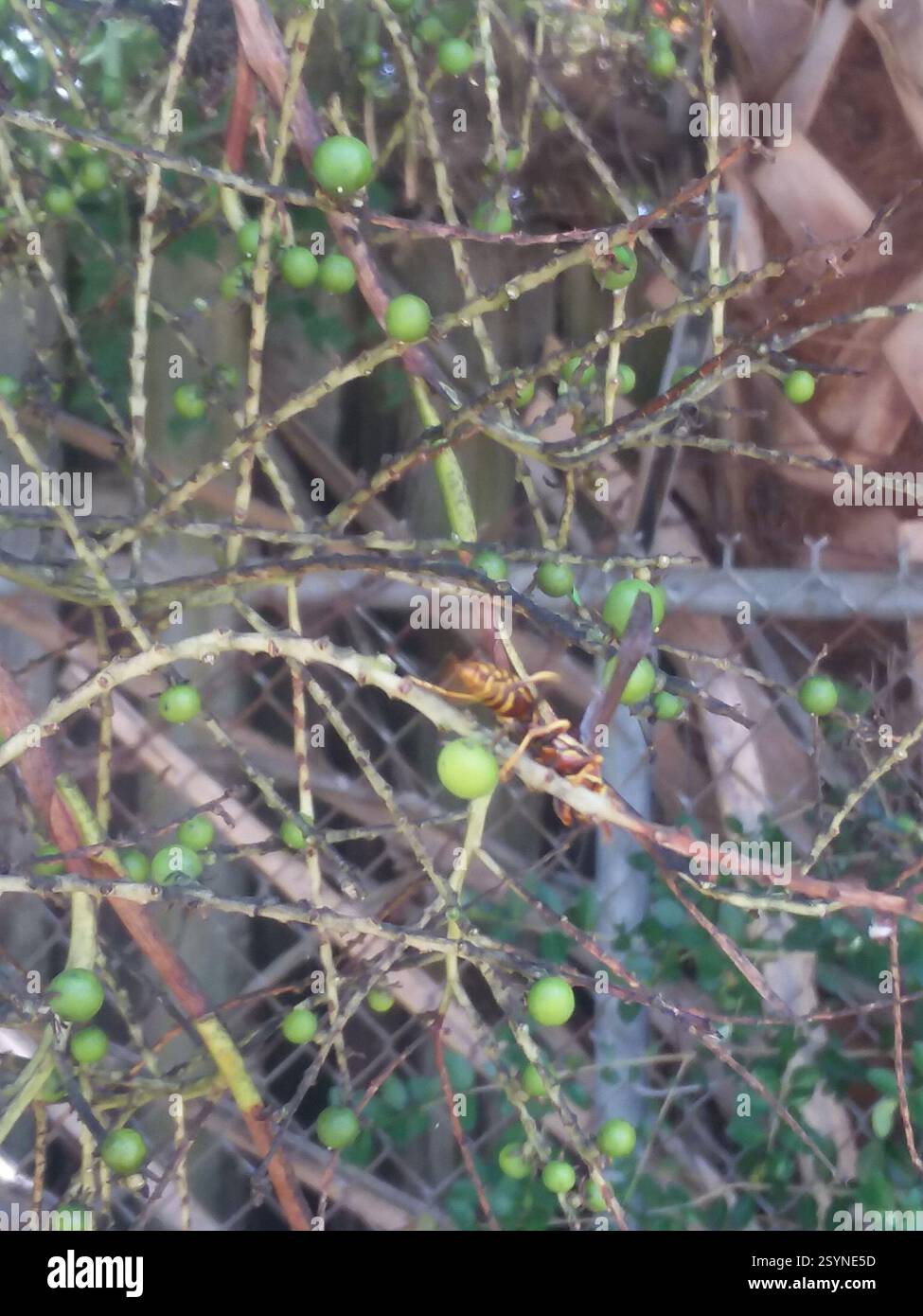 Guinea Paper Wasp (Polistes exclamans), Insecta, Windsor Forest ...