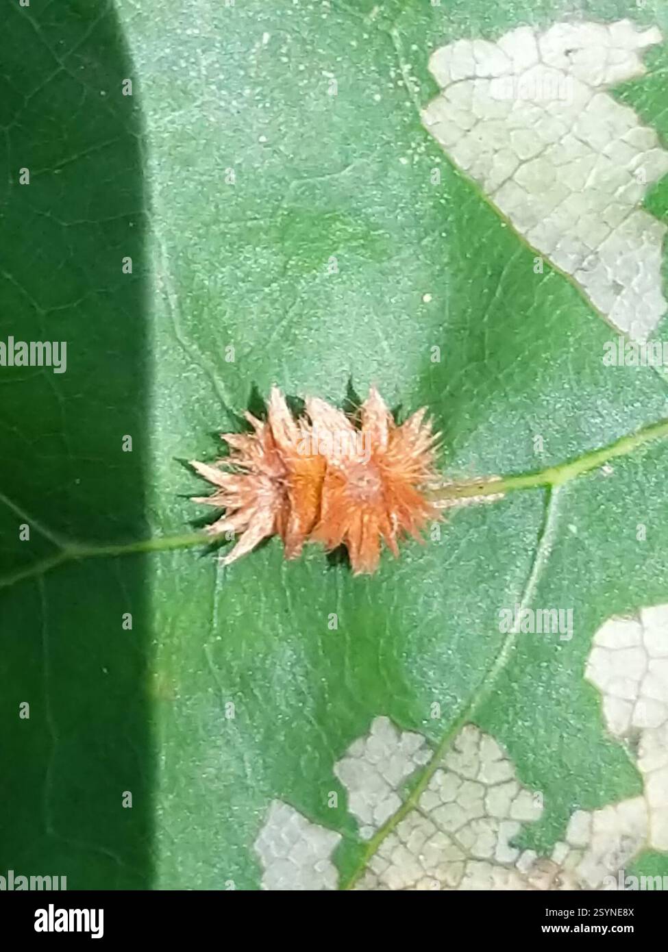 Furry Oak Leaf Gall Wasp (Callirhytis furva), Insecta, Henryville, PA ...