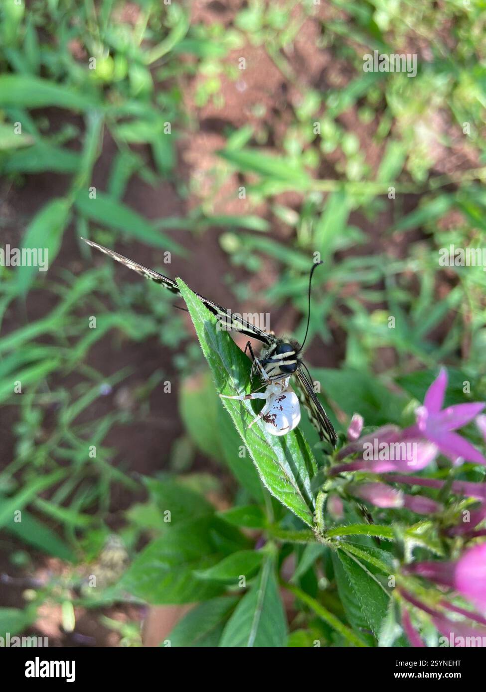 Flower Crab Spiders (Thomisus), Arachnida, Dolvan, Tapi, GJ, IN, With a ...