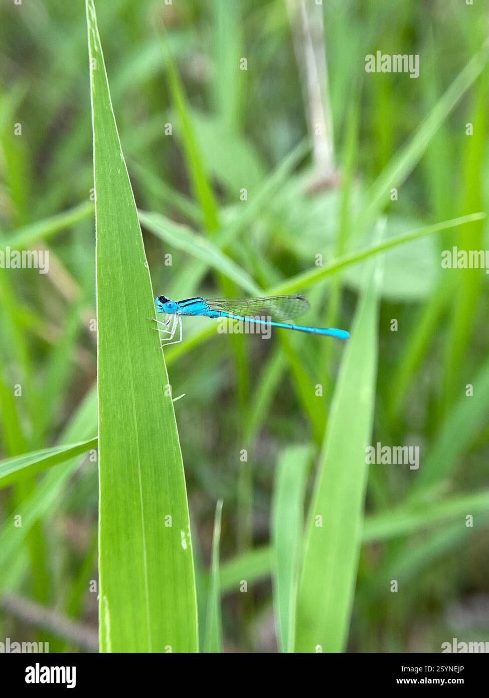 Azure Dartlet (Amphiallagma parvum), Insecta, Dolvan, Tapi, GJ, IN ...