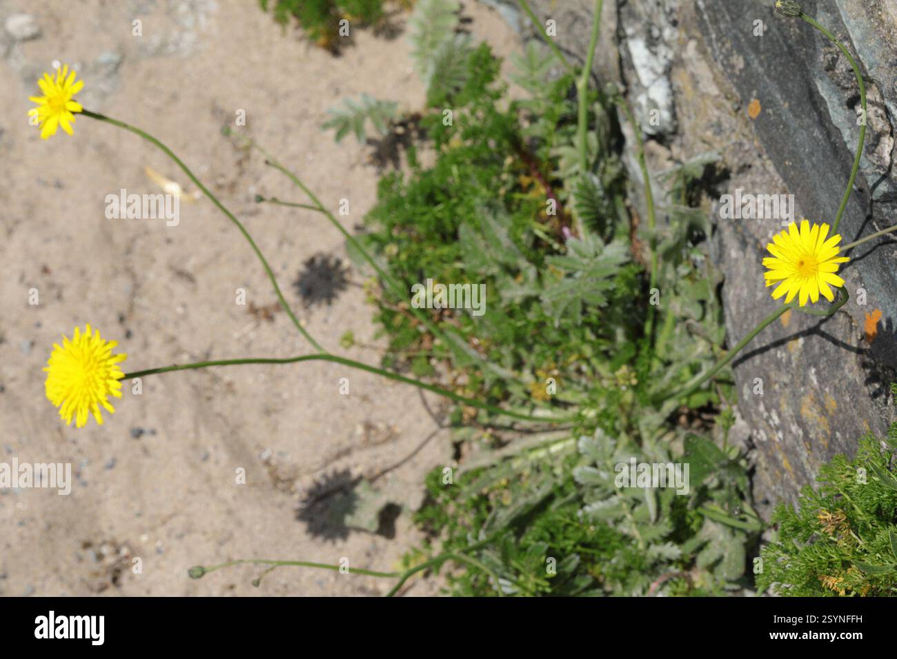 Common Cat's-ear (Hypochaeris radicata), Plantae, Porth Dafarch, Lon ...