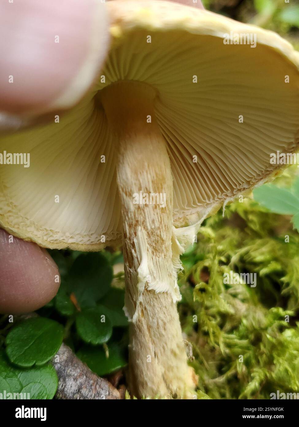 yellowfoot dapperling (Lepiota magnispora), Fungi, Judith Basin County ...