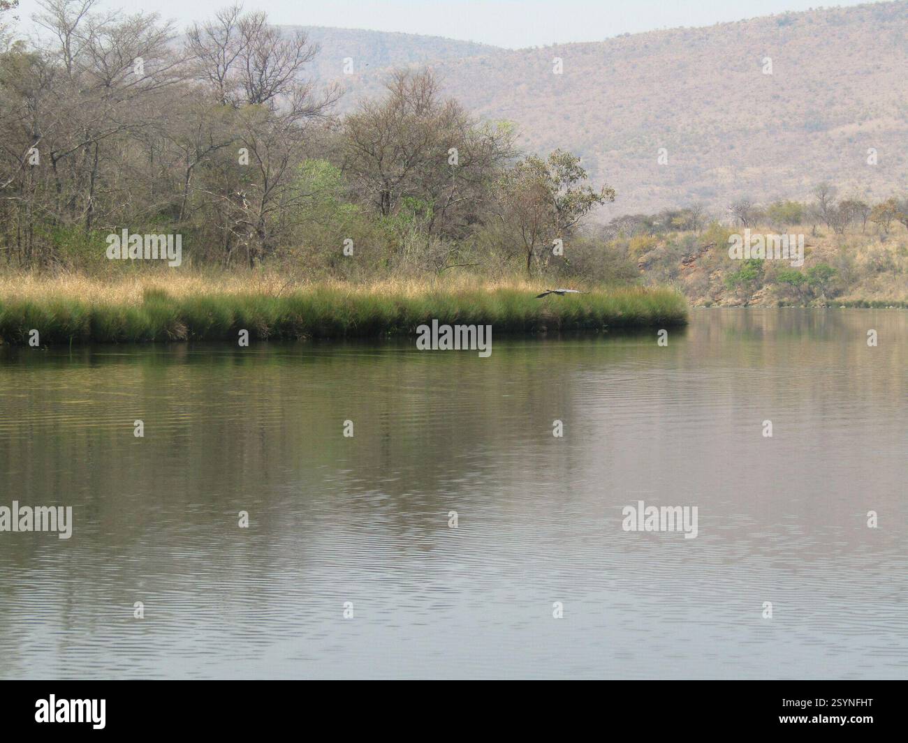 Goliath Heron (Ardea goliath), Aves, Nkangala District Municipality ...