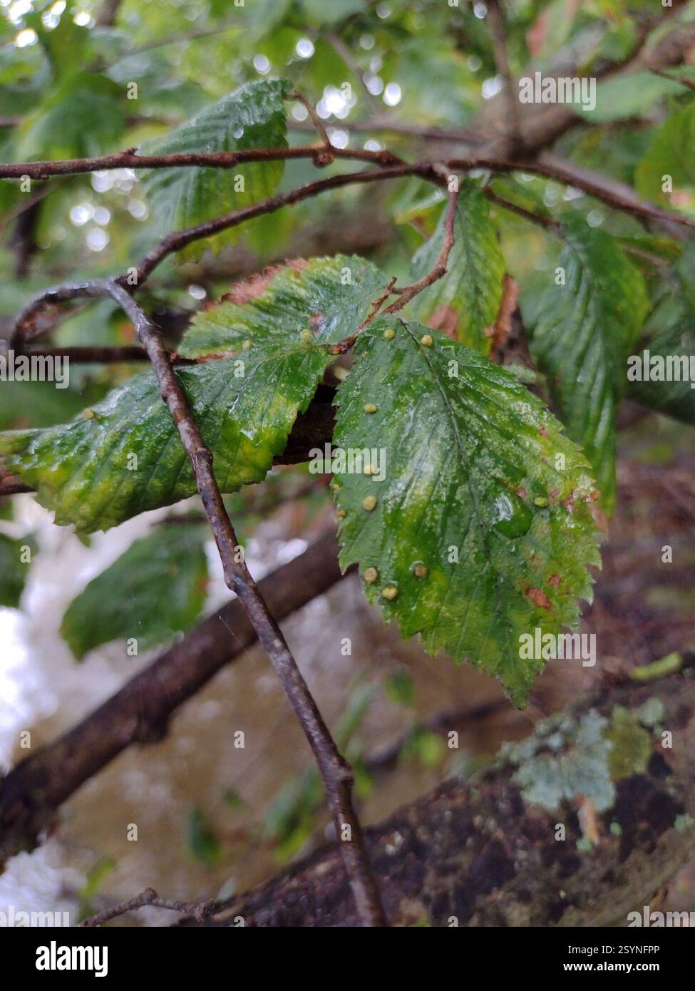 (Aceriini), Arachnida, Powiat iławski, Polska, host plant: Ulmus sp ...