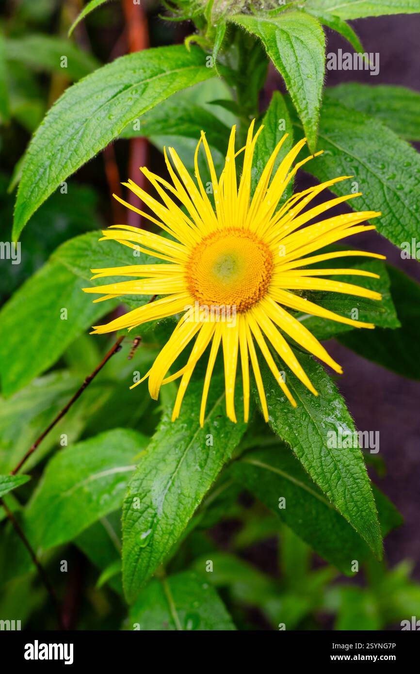 A vibrant yellow Inula flower, also known as Elecampane, blooms amidst ...