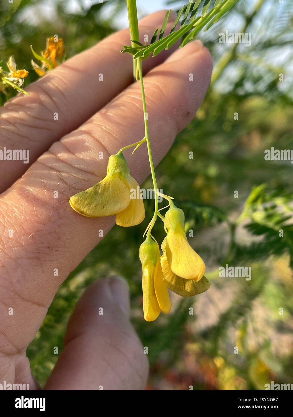 bigpod sesbania (Sesbania herbacea), Plantae, Belton Lake, Killeen, TX ...