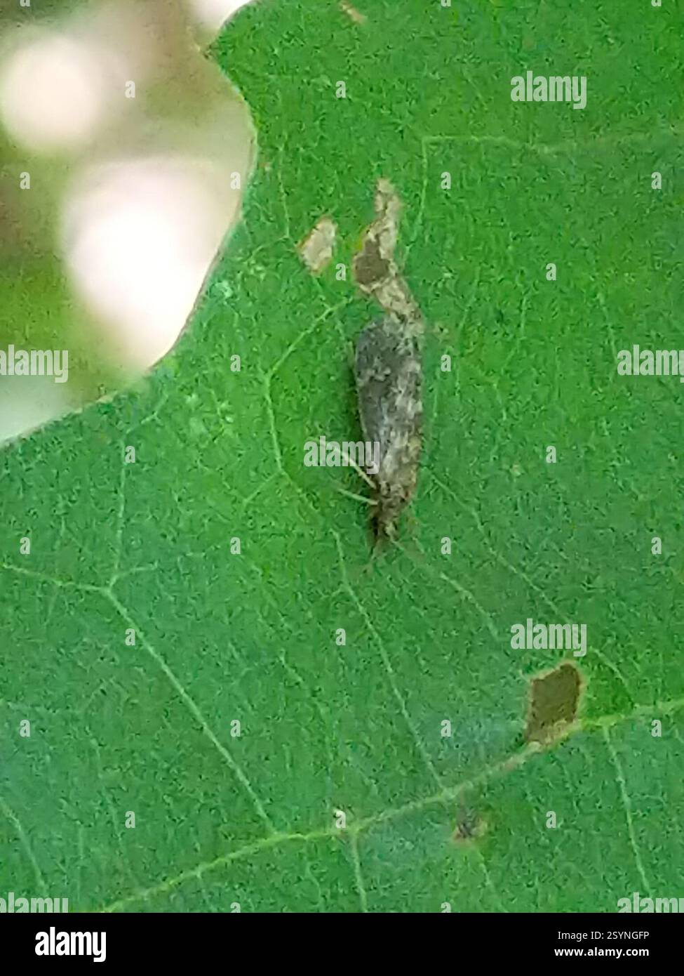 Caddisflies (Trichoptera), Insecta, Henryville, PA 18332, USA Stock ...