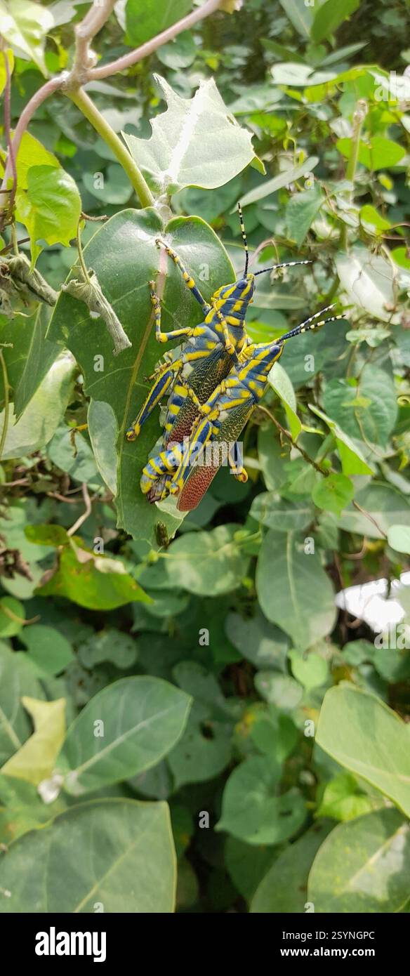 Painted Grasshopper (Poekilocerus pictus), Insecta, Katpadi Junction ...