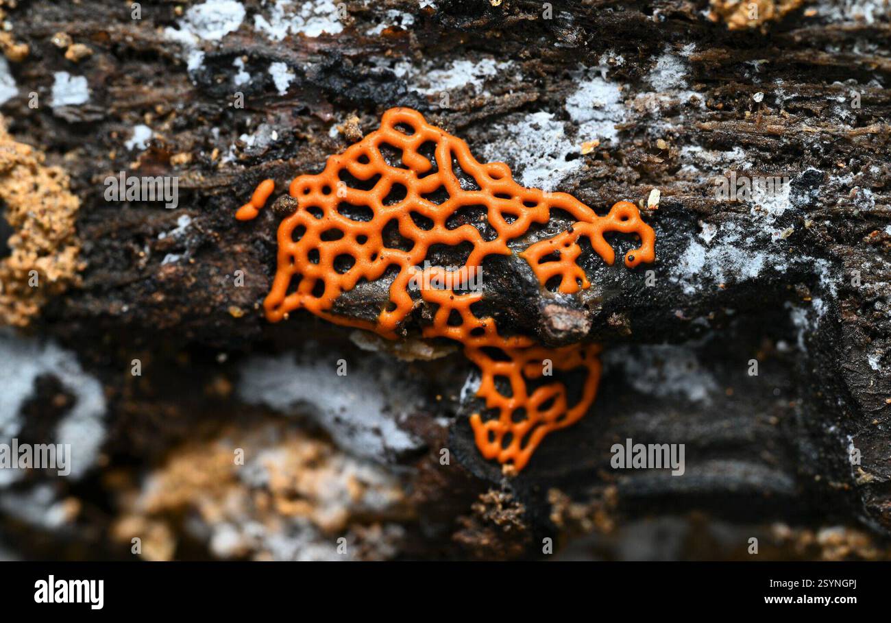 Pretzel slime mold (Hemitrichia serpula), Protozoa, 中国江西省上饶市婺源县 Stock Photo - Alamy