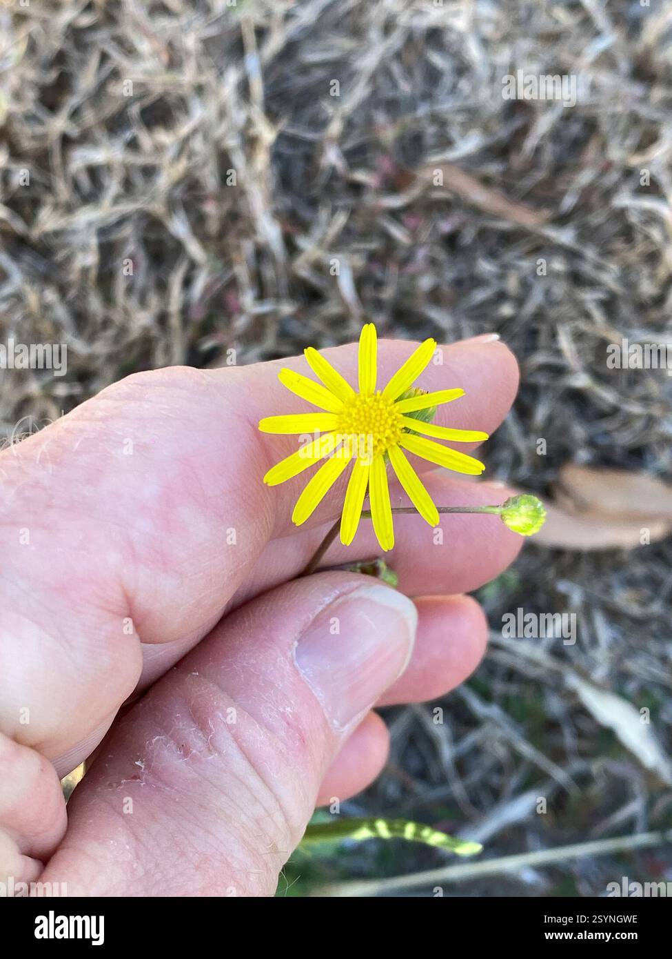 Madagascar Ragwort (Senecio madagascariensis), Plantae, Woolshed Ct ...