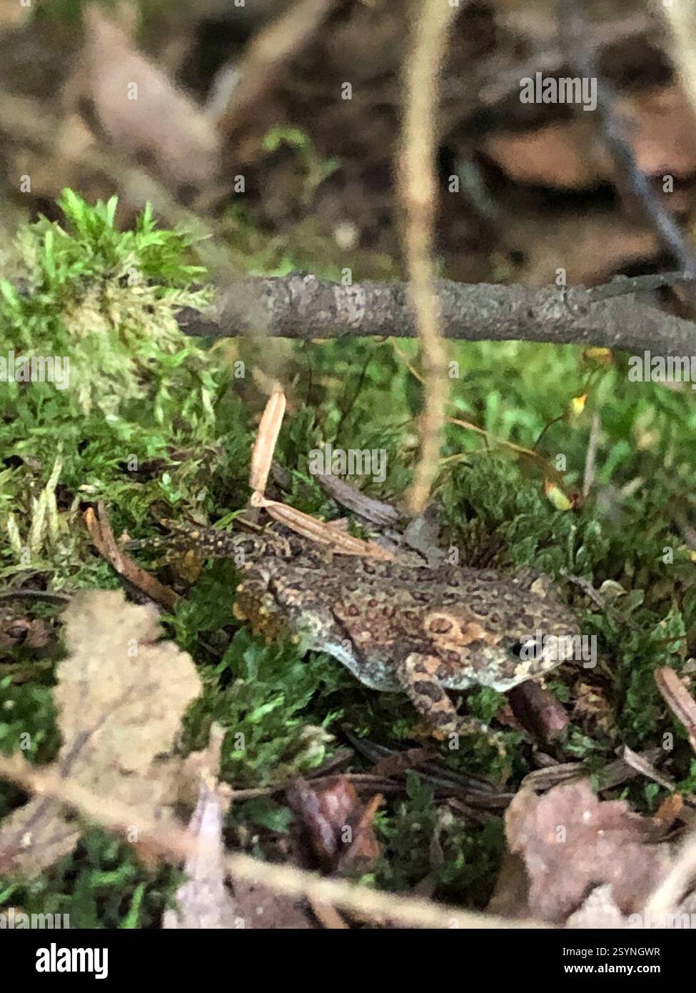 American Toad (Anaxyrus americanus), Amphibia, Pictured Rocks National ...