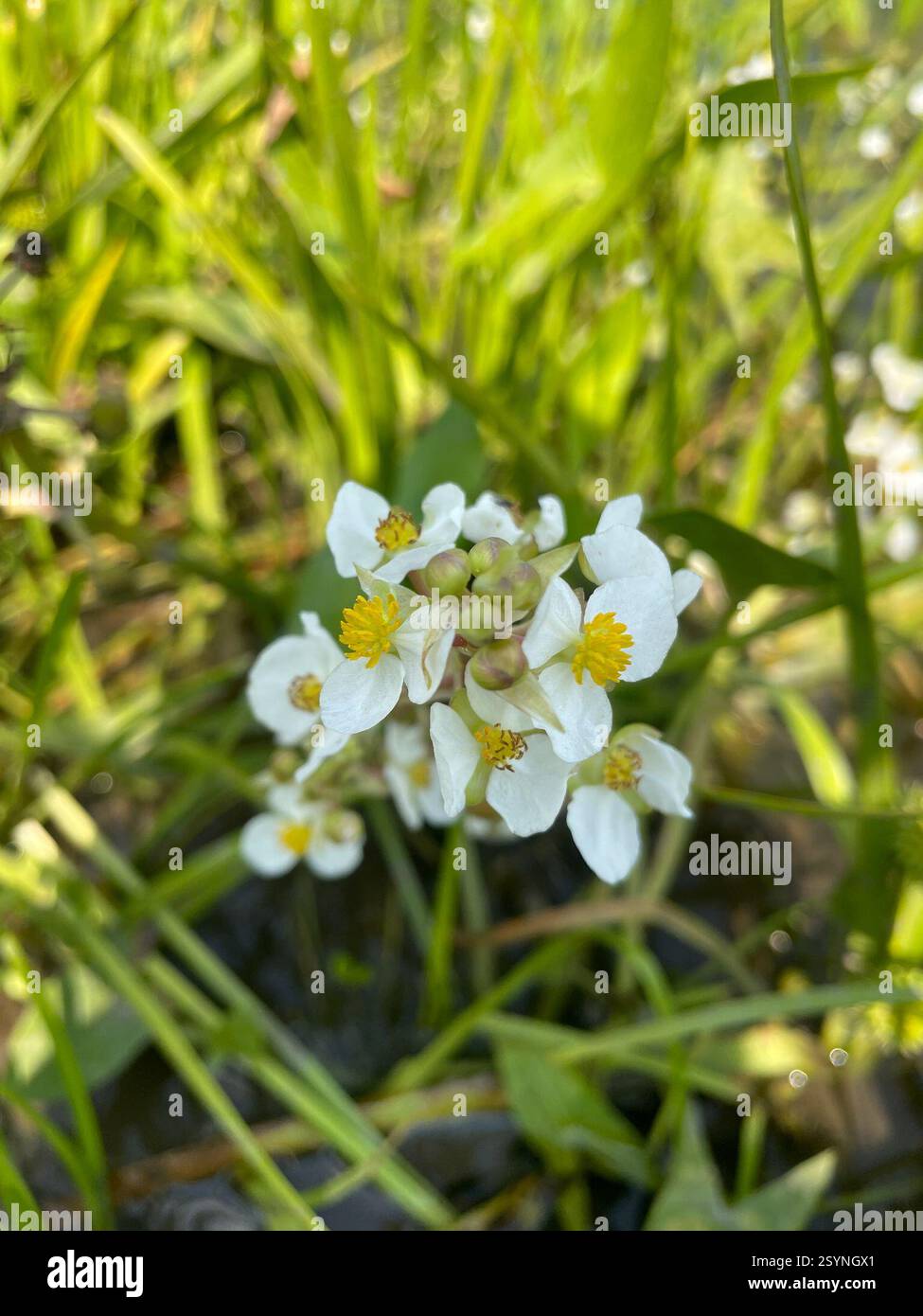 Arumleaf Arrowhead (Sagittaria cuneata), Plantae, Westpark, Fort ...