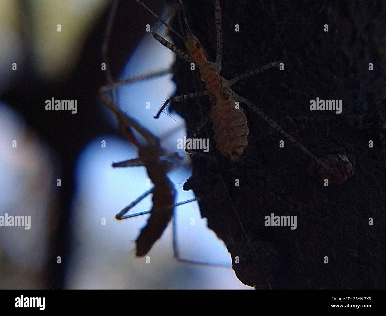 Leafhopper Assassin Bug (Zelus renardii), Insecta, California State University, Stanislaus, CA ...