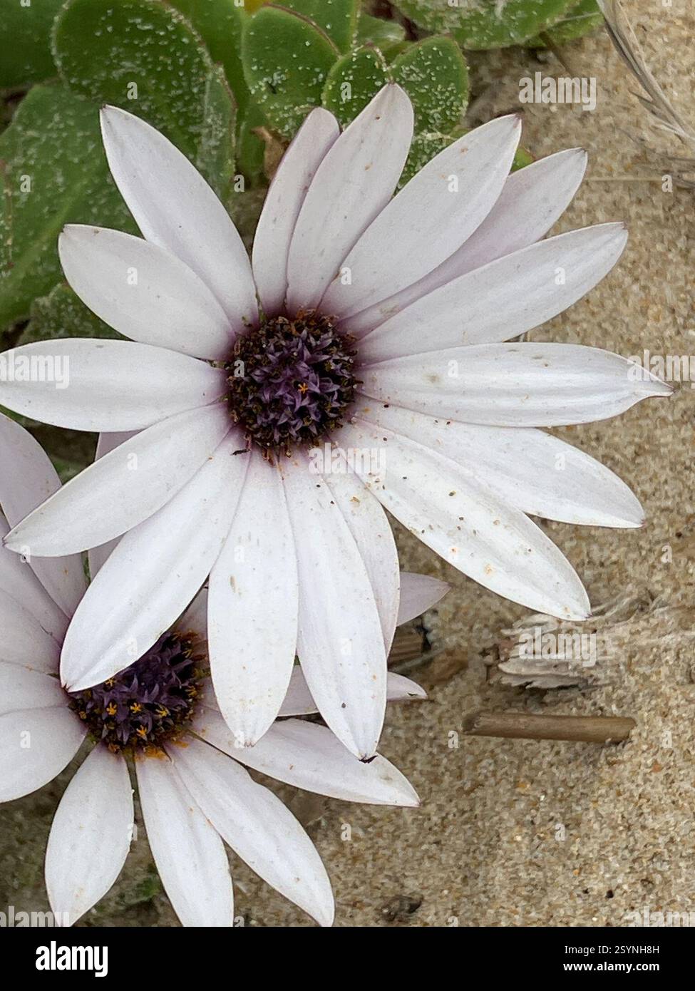 trailing African daisy (Dimorphotheca fruticosa), Plantae, Eden, ZA-WC ...