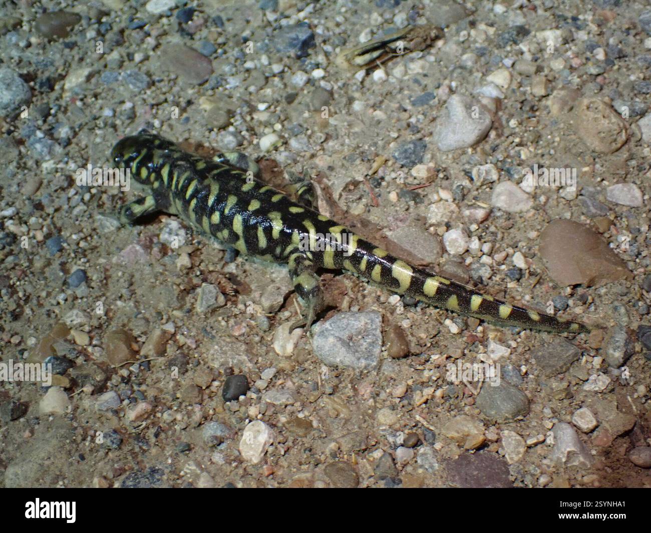 Western Tiger Salamander (Ambystoma mavortium), Amphibia, Clinworth No ...
