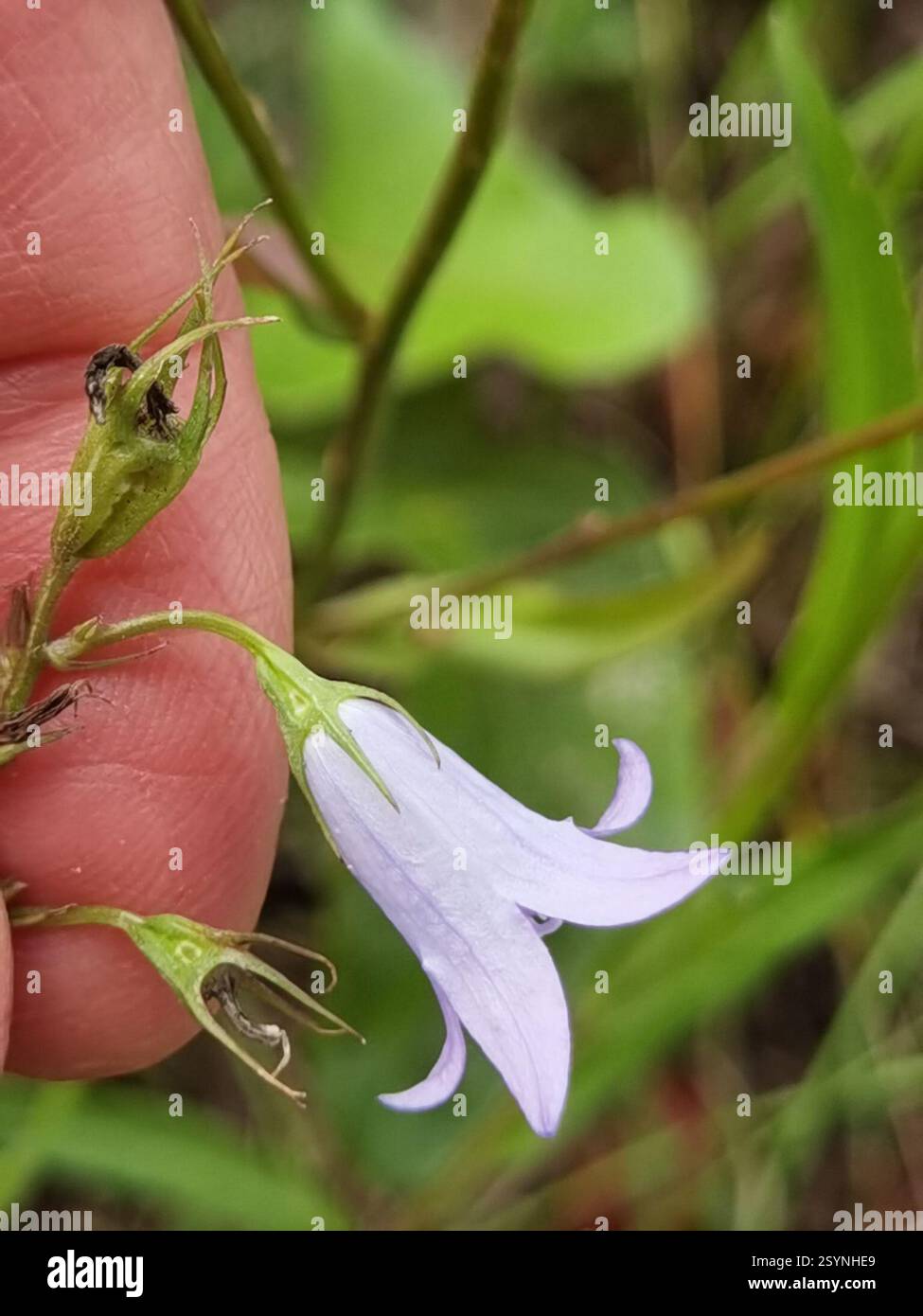 Rampion (Campanula rapunculus), Plantae, Northeim, Deutschland ...