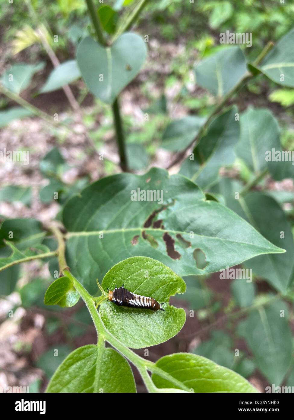 Spot Swordtail (Graphium nomius), Insecta, Dolvan, Tapi, GJ, IN ...