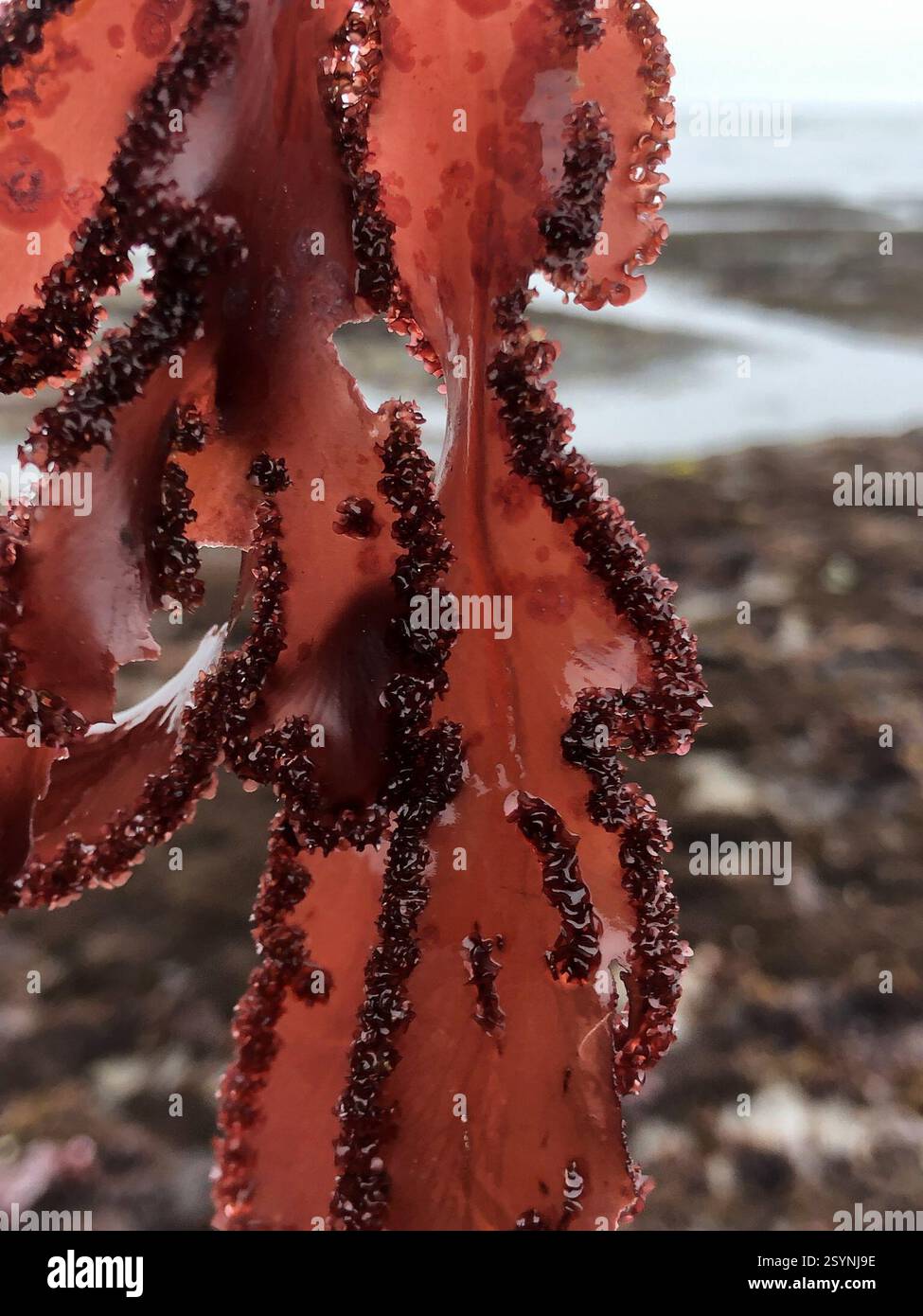 Grape Tongue (Cryptopleura ruprechtiana), Plantae, San Mateo, Golden ...