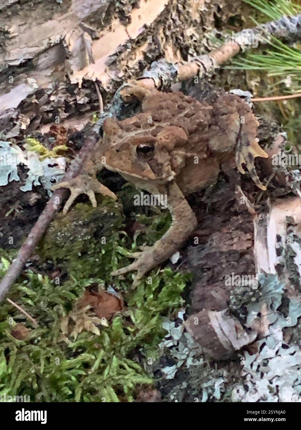 American Toad (Anaxyrus americanus), Amphibia, River Rd, Hastings ...