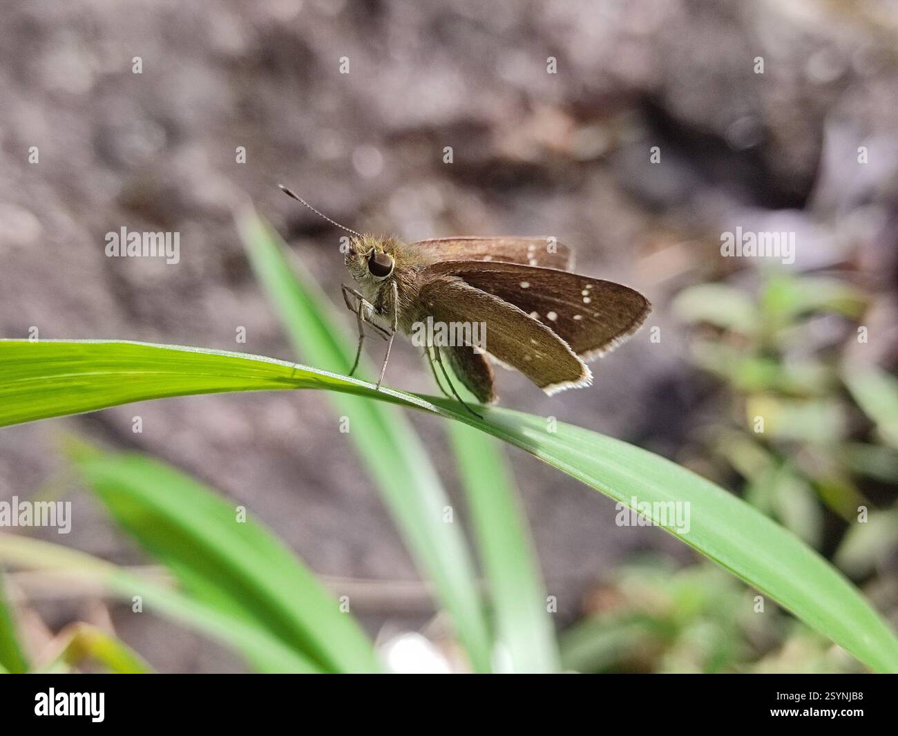 Bevan's Swift (Pseudoborbo bevani), Insecta, Poonjar Vadakkekara ...