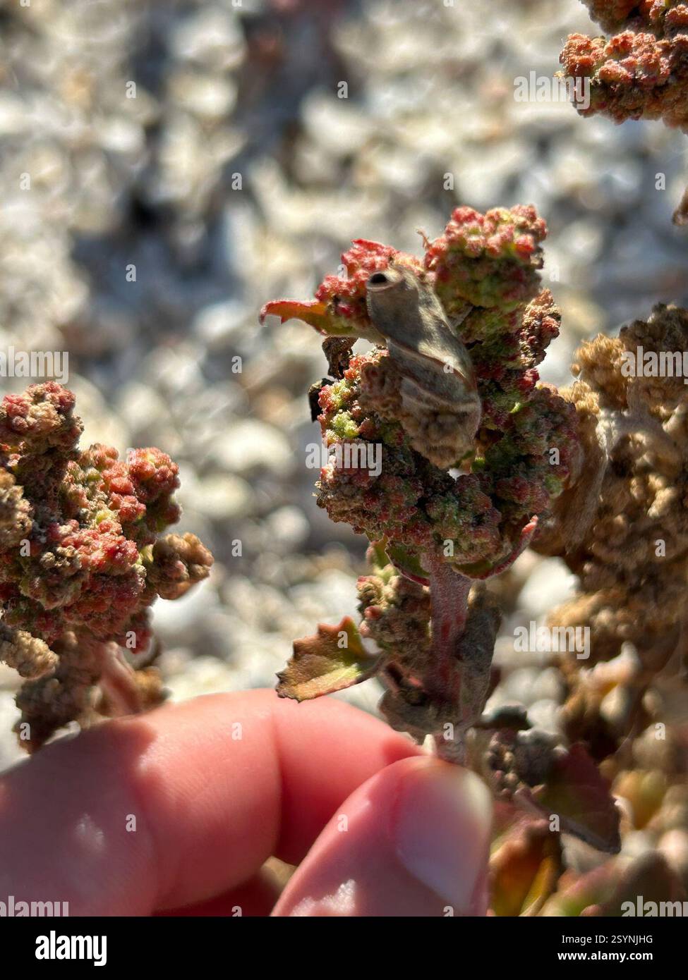 saltbush subfamily (Chenopodioideae), Plantae, Corpus Christi, TX, USA ...