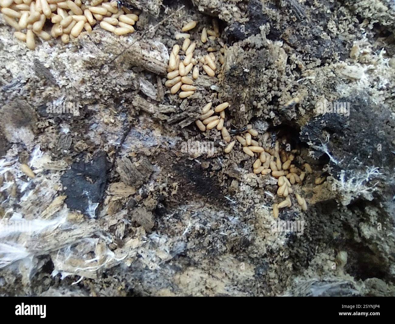 Asian Needle Ant (Brachyponera chinensis), Insecta, Clifton Ave & Good ...