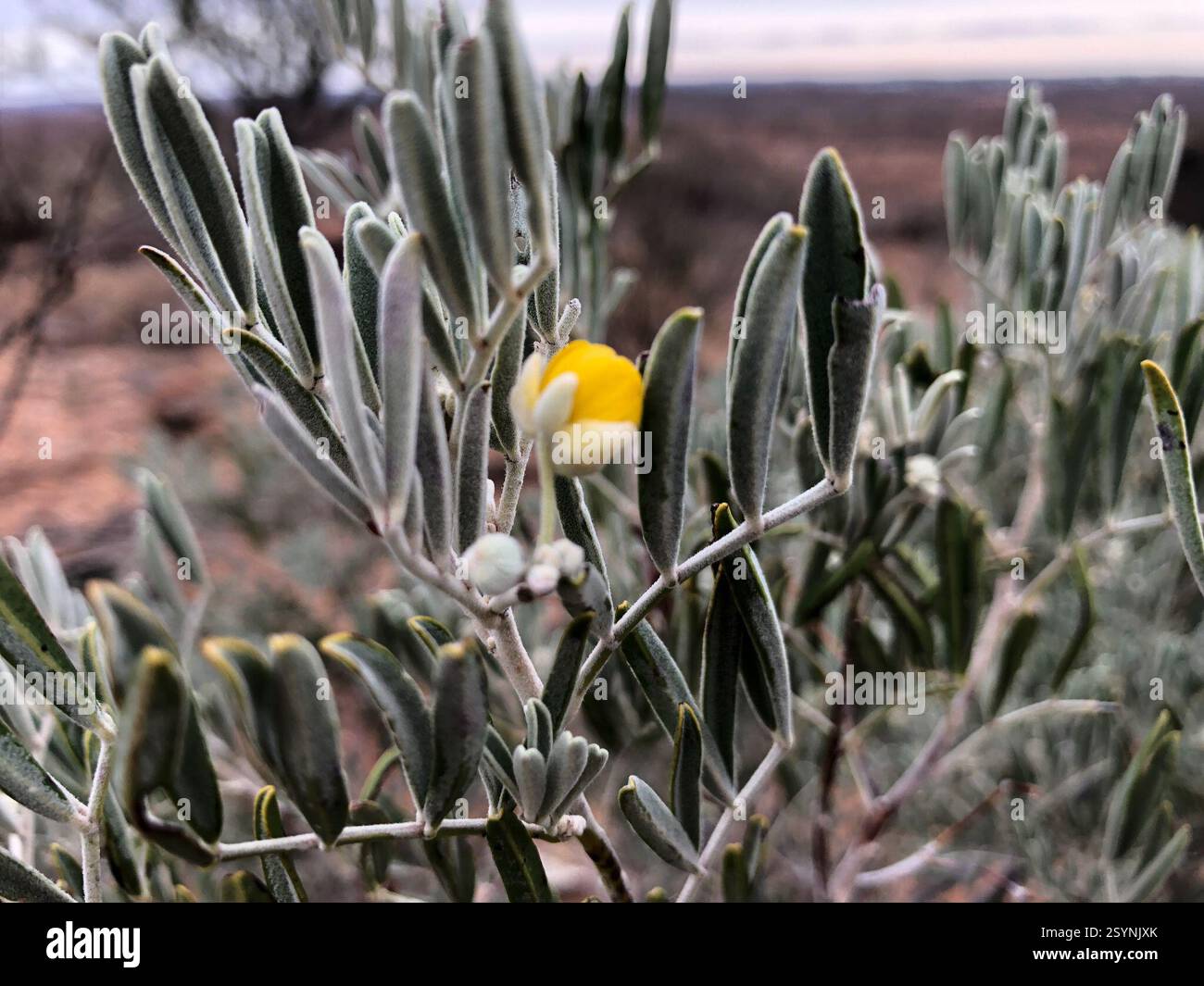 silver senna (Senna artemisioides), Plantae, Broken Hill NSW 2880 ...