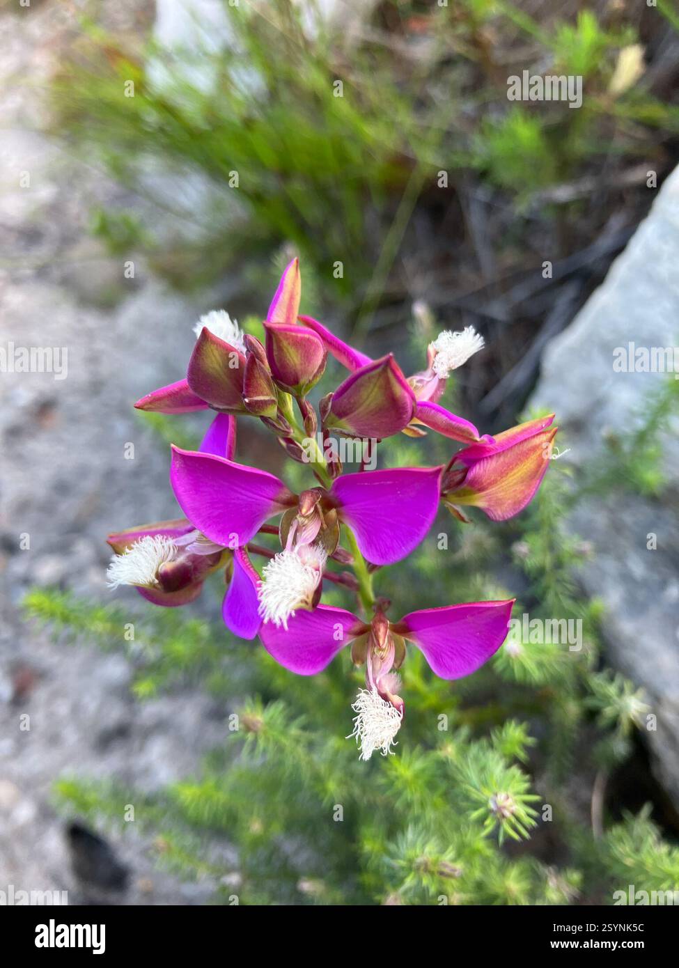 Butterfly Falsepea (Polygala bracteolata), Plantae, Overberg, ZA-WC, ZA ...