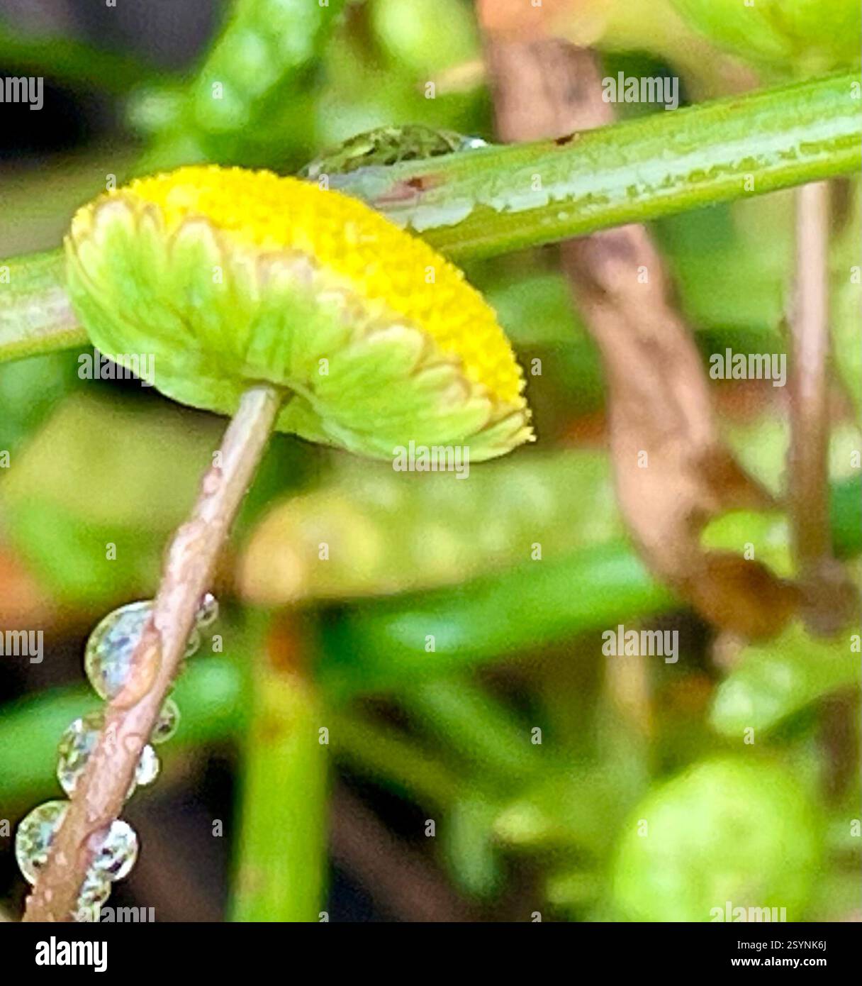 Brass Buttons (Cotula coronopifolia), Plantae, Fort Ord National ...