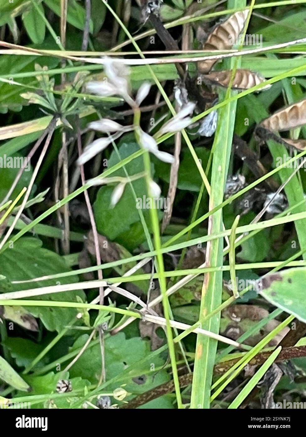 Canada bluegrass (Poa compressa), Plantae, Ленинский р-н, Саранск, Респ ...