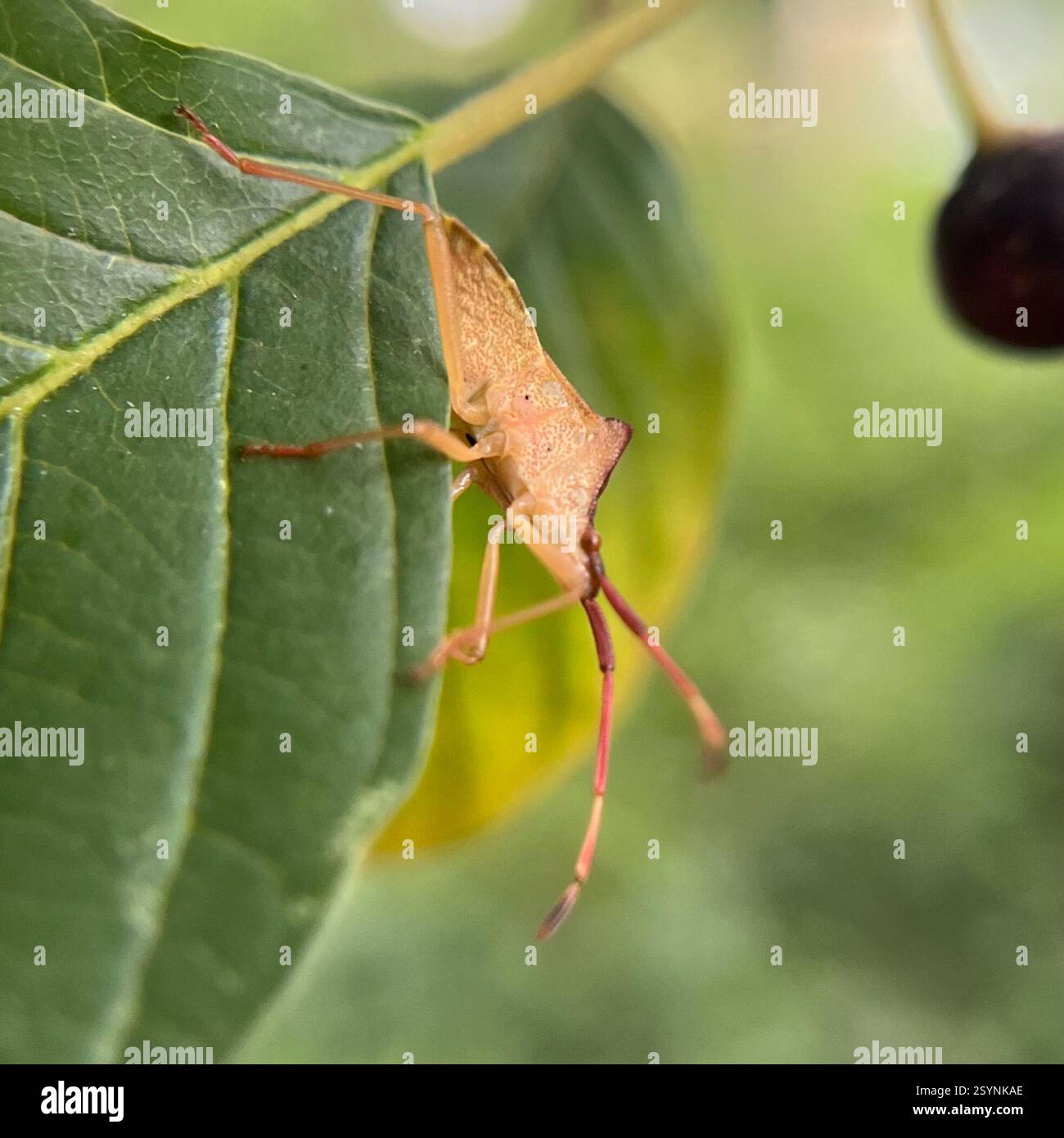 Box Bug (Gonocerus acuteangulatus), Insecta, Niezapominajek, Anielin ...