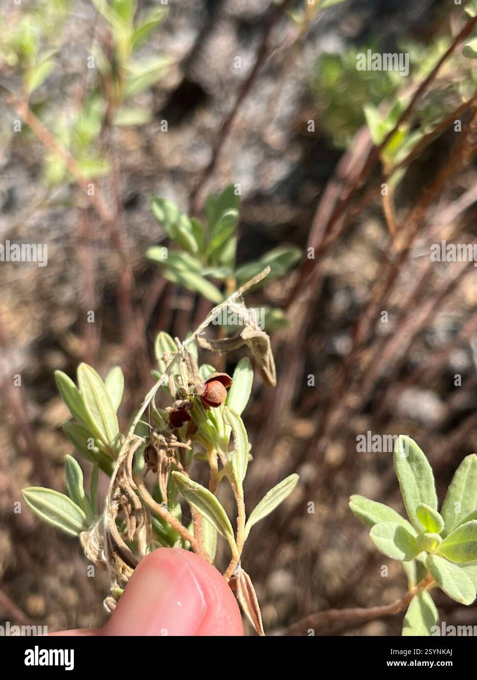 Florida Scrub Frostweed (Crocanthemum nashii), Plantae, Florida, US ...