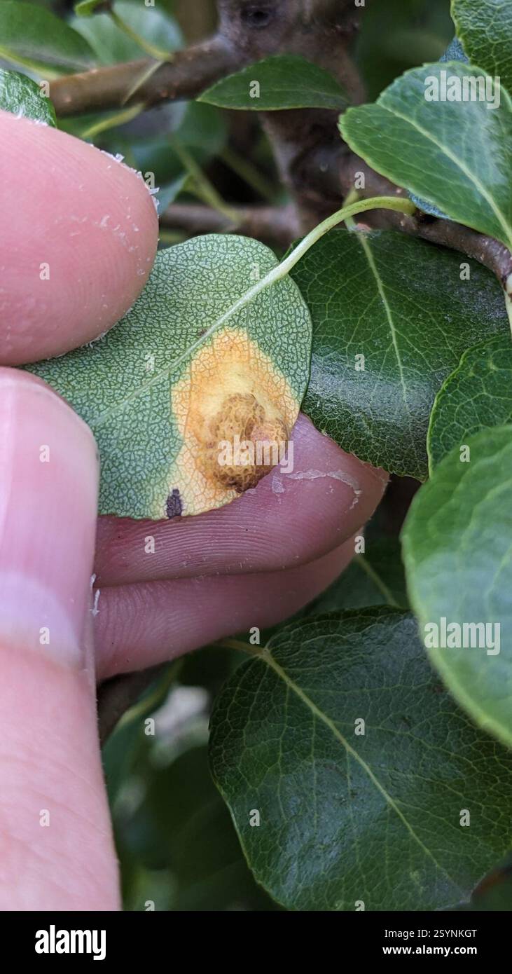 cedar rusts (Gymnosporangium), Fungi, Leytonstone, London, UK Stock ...