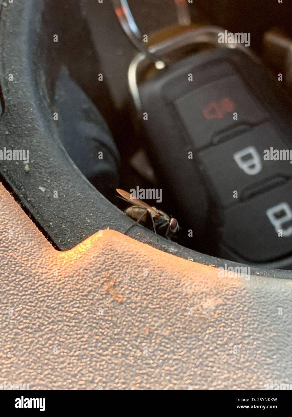 Common House Fly (Musca domestica), Insecta, 115A St NW, Edmonton, AB ...