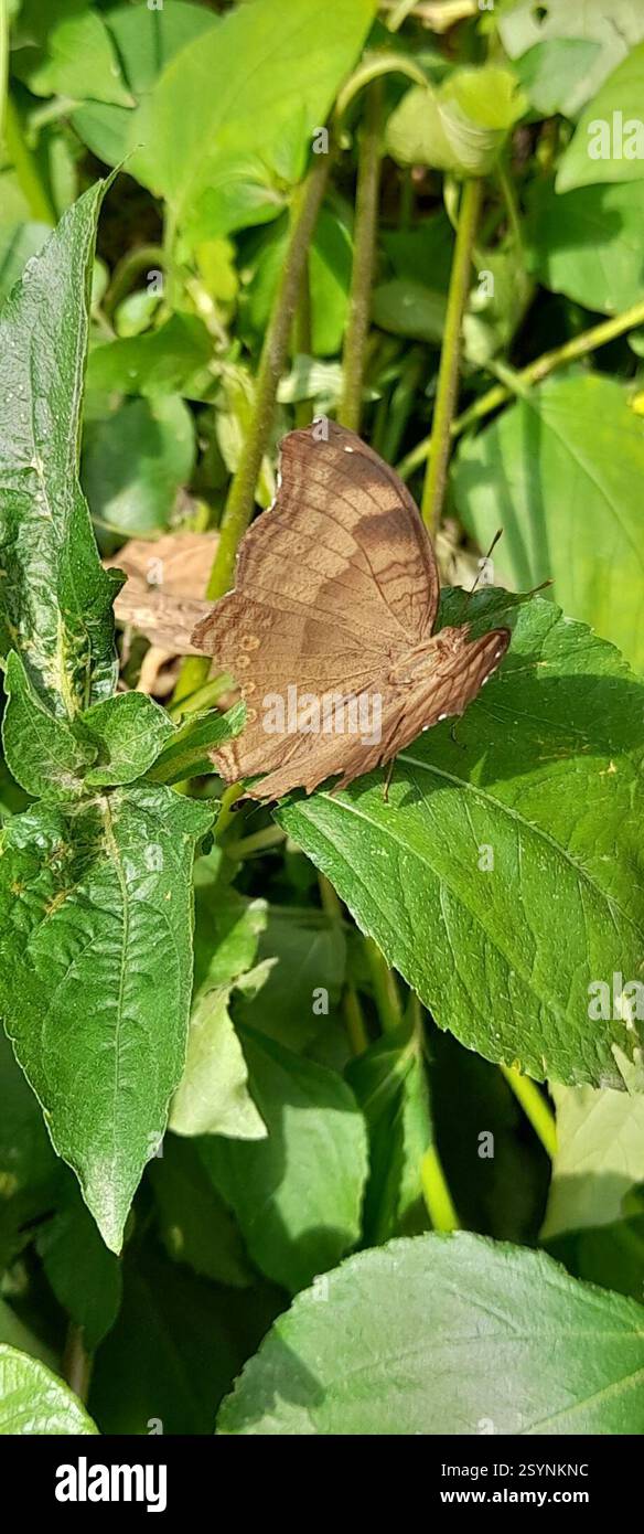Chocolate Pansy (Junonia iphita), Insecta, Pawari Complex, Fort Kengeri ...
