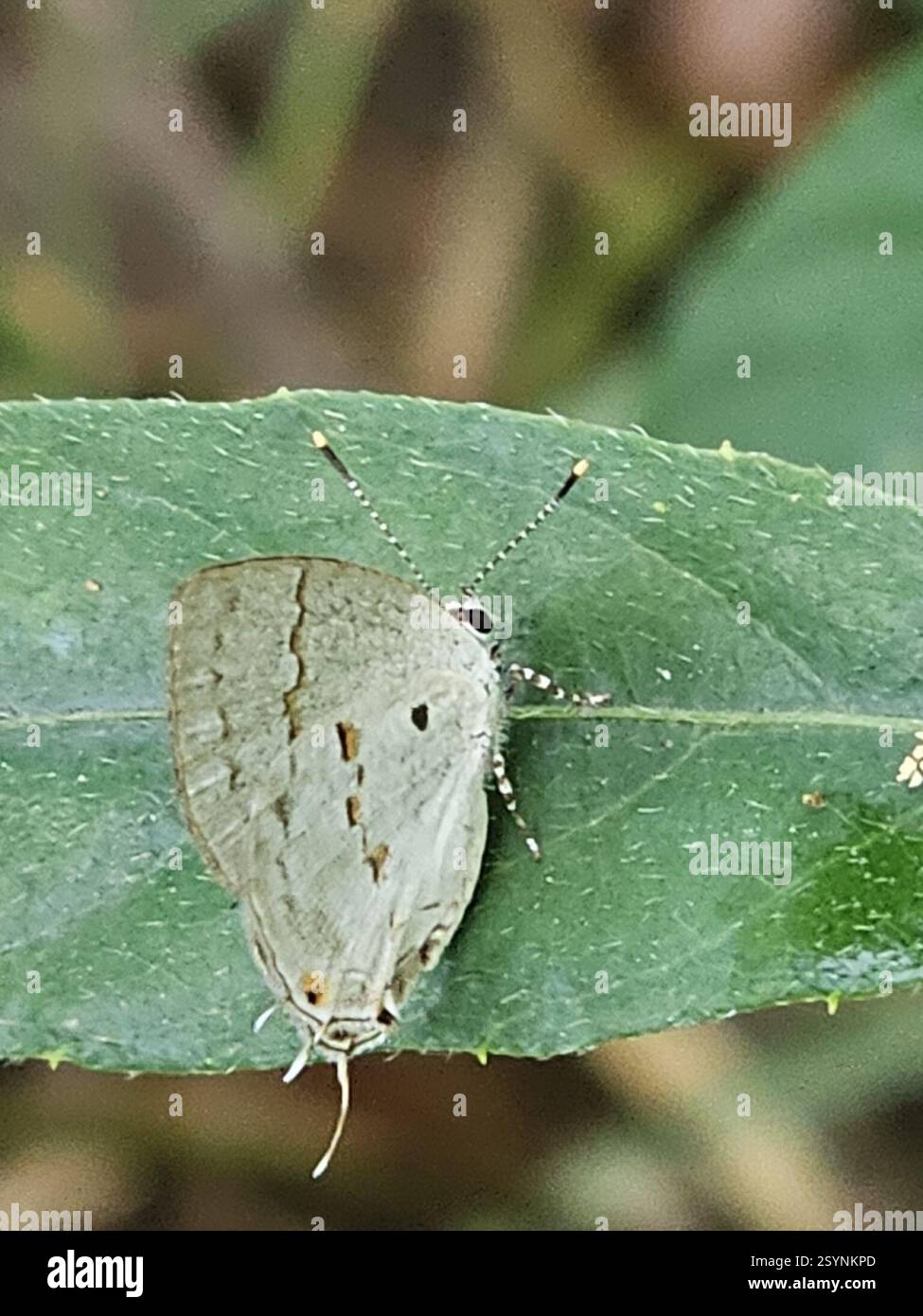 Chutes-and-ladders Hairstreak (Celmia celmus), Insecta, Klaaskreek ...