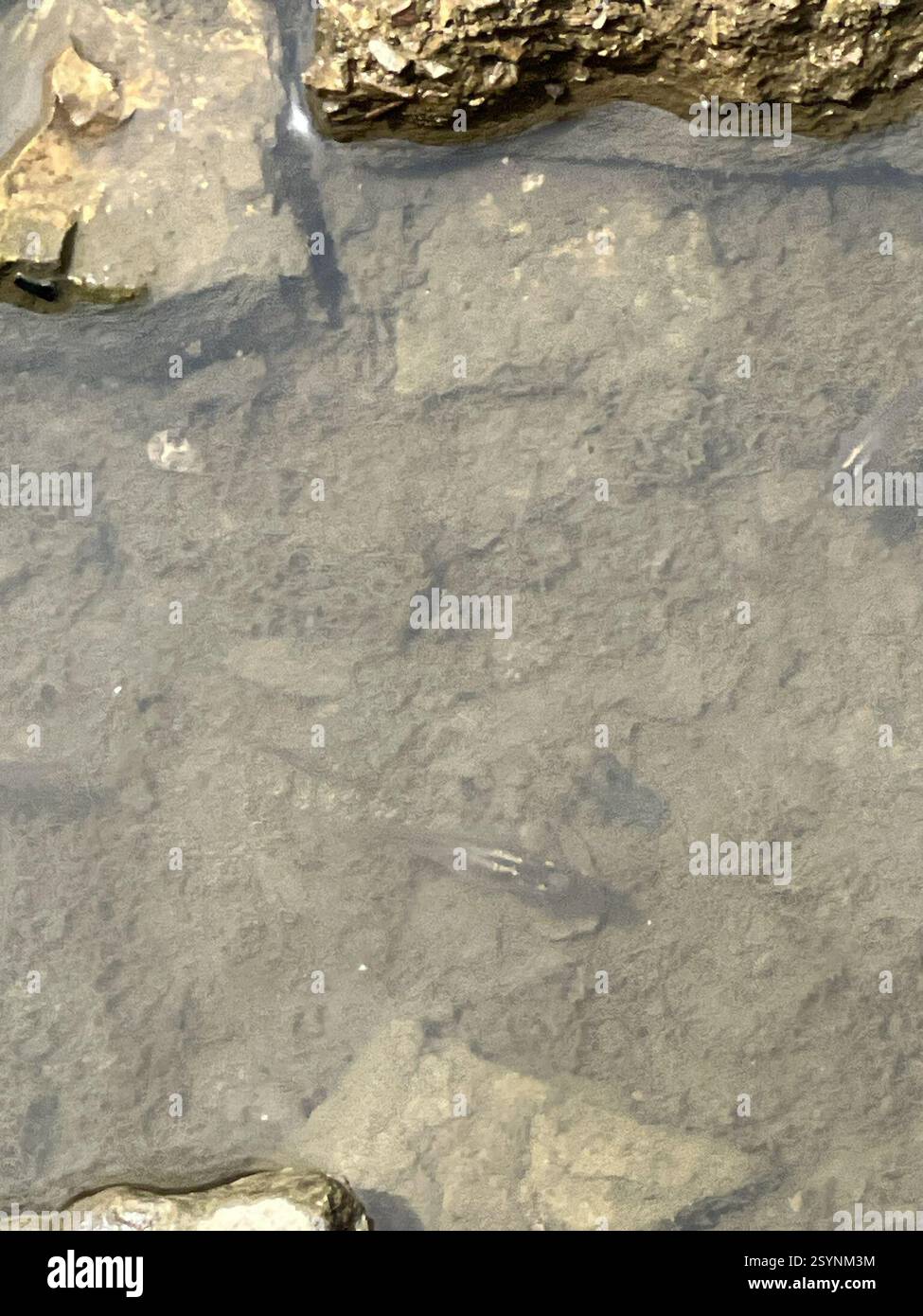 Western Mosquitofish (Gambusia affinis), Actinopterygii, Versailles ...